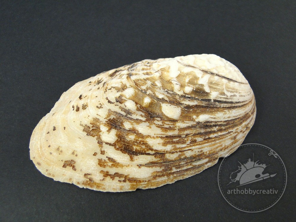 Scoici naturale decorative 2-8 cm - Arthobbycreativ